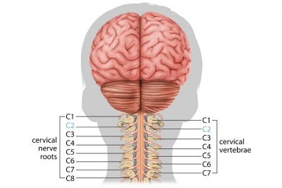 C2 Spinal Cord Injury: Understanding the Effects, Treatment, & Recovery ...