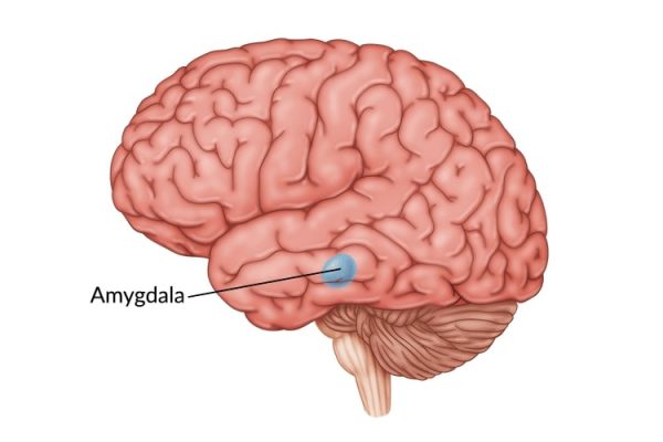 Damage to the Amygdala: Understanding the Functions, Symptoms ...