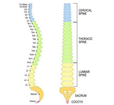 Types of Spinal Cord Injury: Complete vs Incomplete, Levels, & ASIA ...