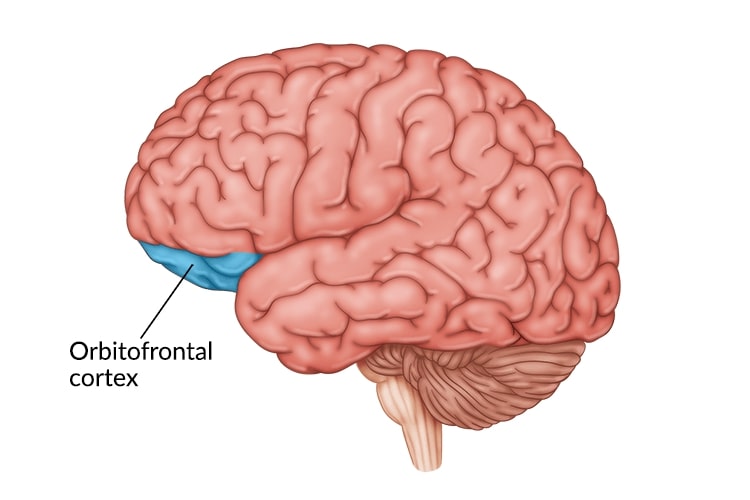 Orbitofrontal Cortex Damage: Understanding Emotional & Behavioral Changes After TBI – Zao Rehab