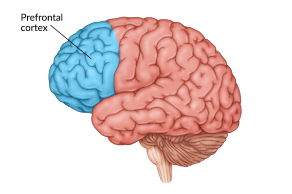 Prefrontal Cortex Damage: Understanding the Adverse Effects & Methods ...